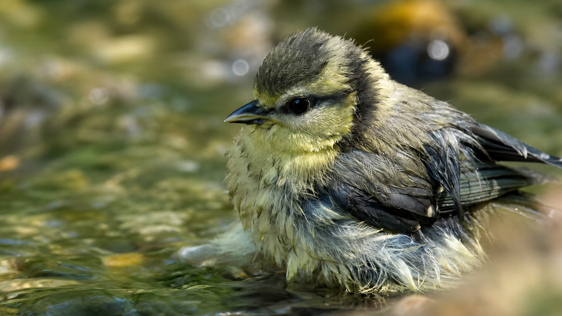 This young bird stopped for a bath in front of a hidden camera