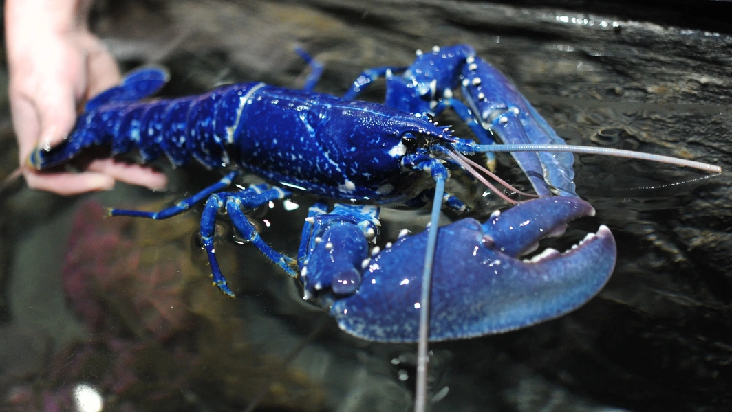 17 extraordinary rarities from nature to culture