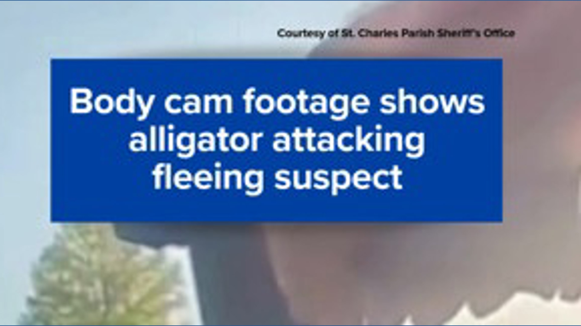Alligator attacking fleeing suspect caught on camera