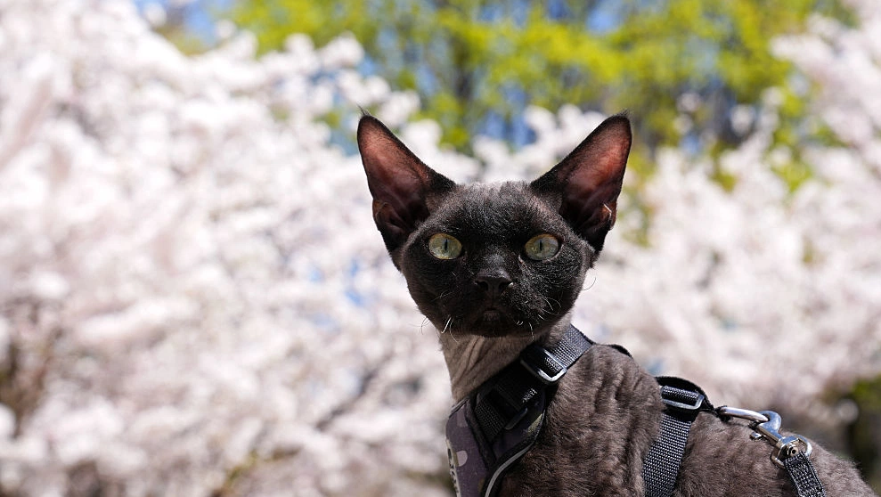 11 cat breeds easier on allergies