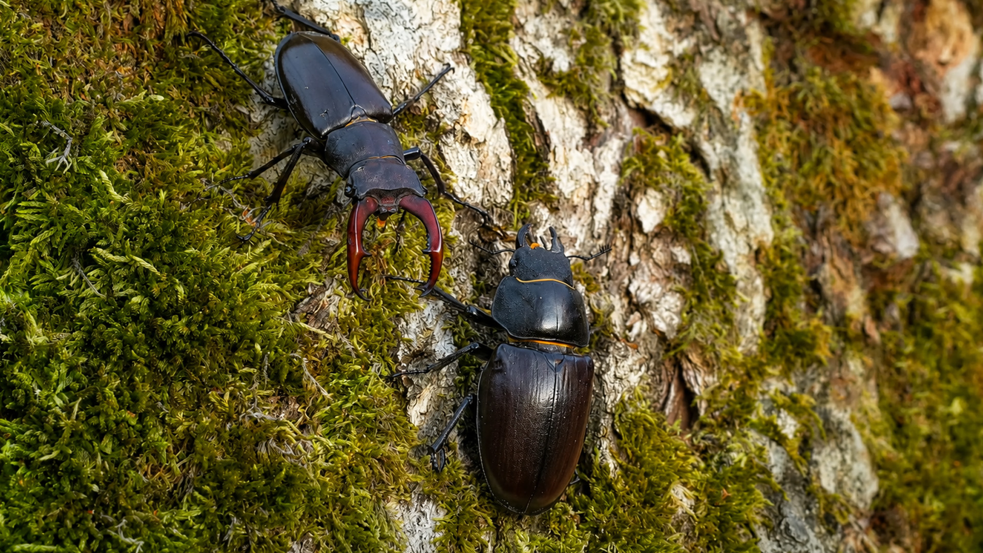 What these beetles were doing on this tree was worth recording