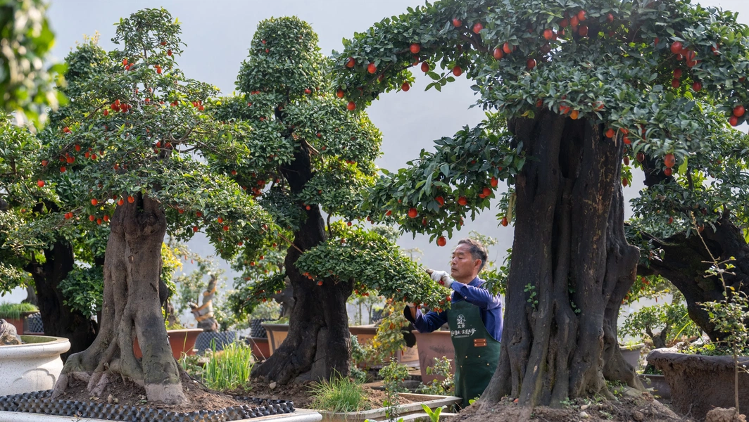 13 shrubs ideal for stunning bonsai creations