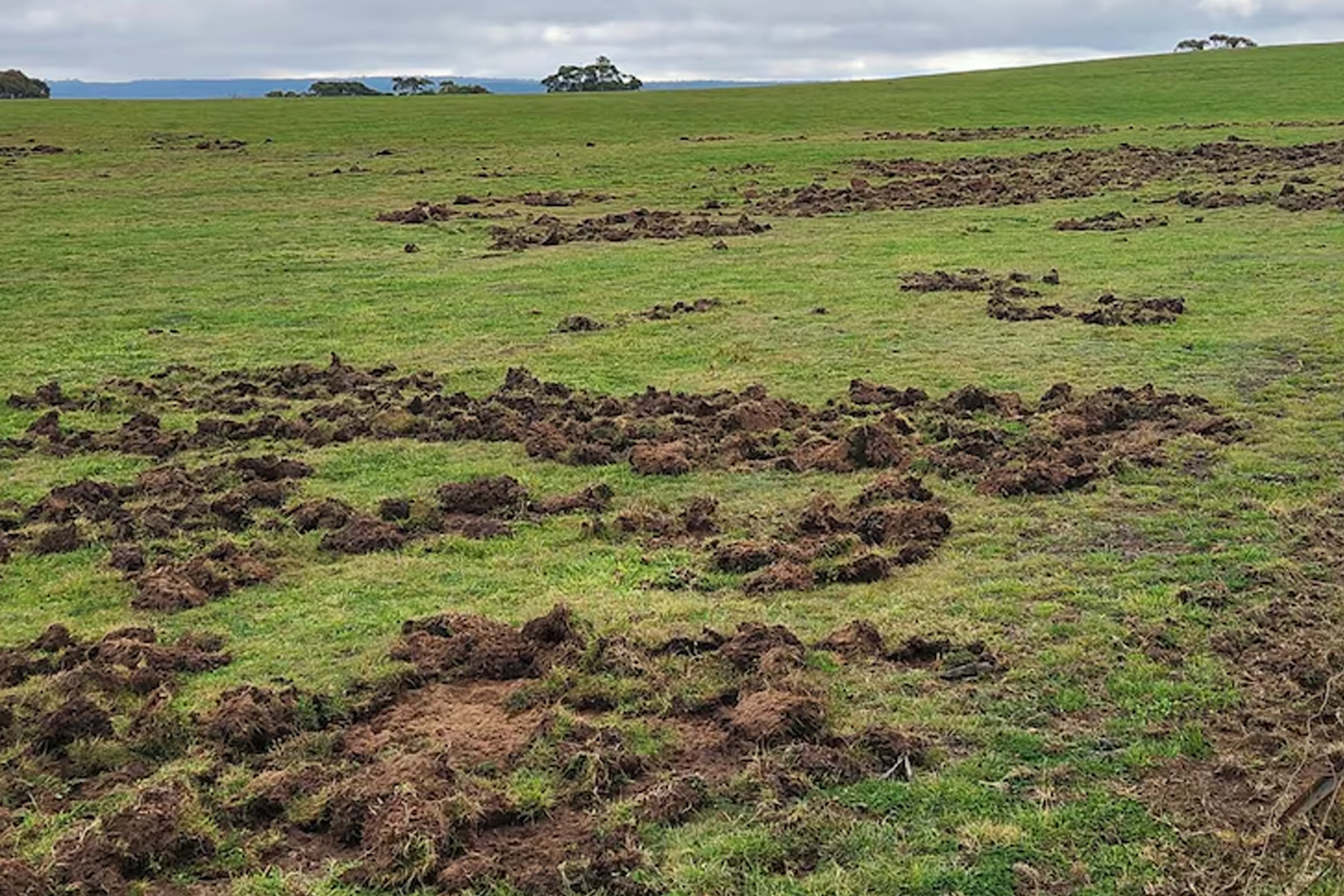 Australia's pig problem explodes as 20 million pests wreak havoc across ...
