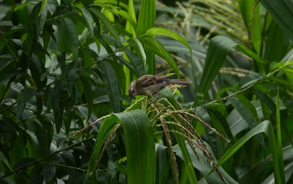 How to feed birds without harming them