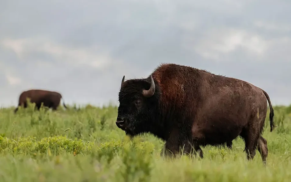 Bison stories from near loss to thriving herds
