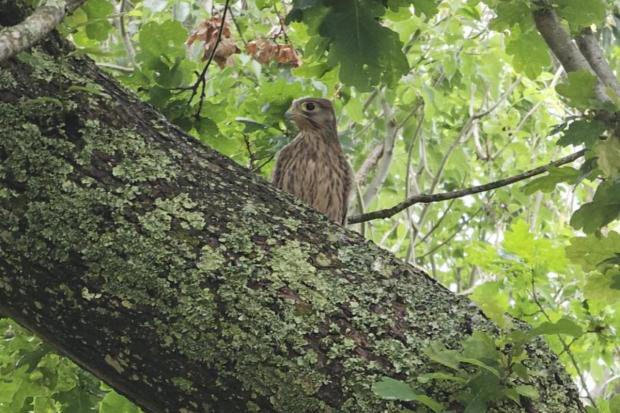 Holiday park raises 15 birds of prey as part of rewilding scheme