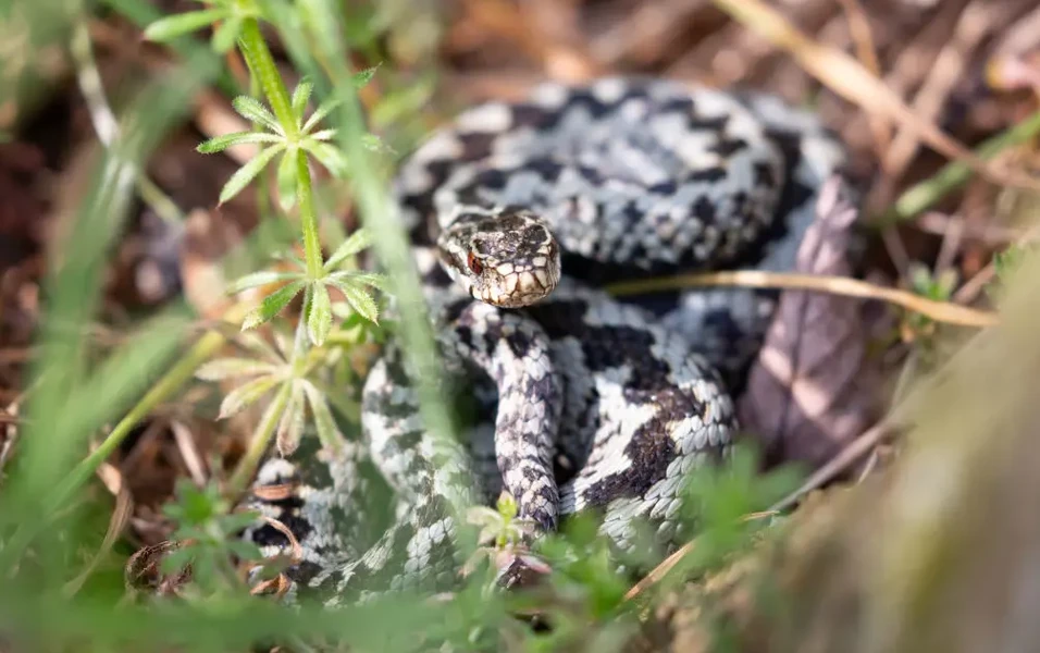 Britain’s adders could vanish from most habitats by 2032