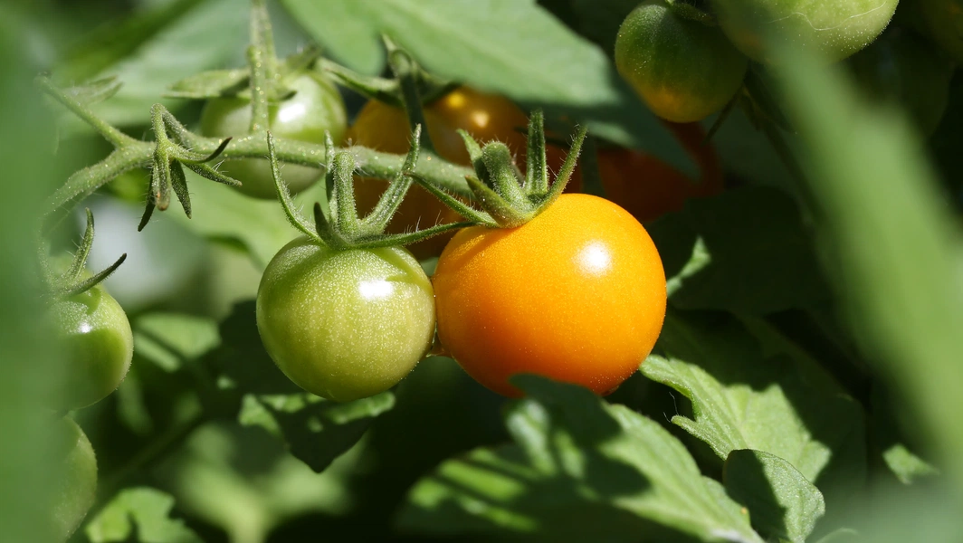 Oven-roasted tomato bucatini recipe