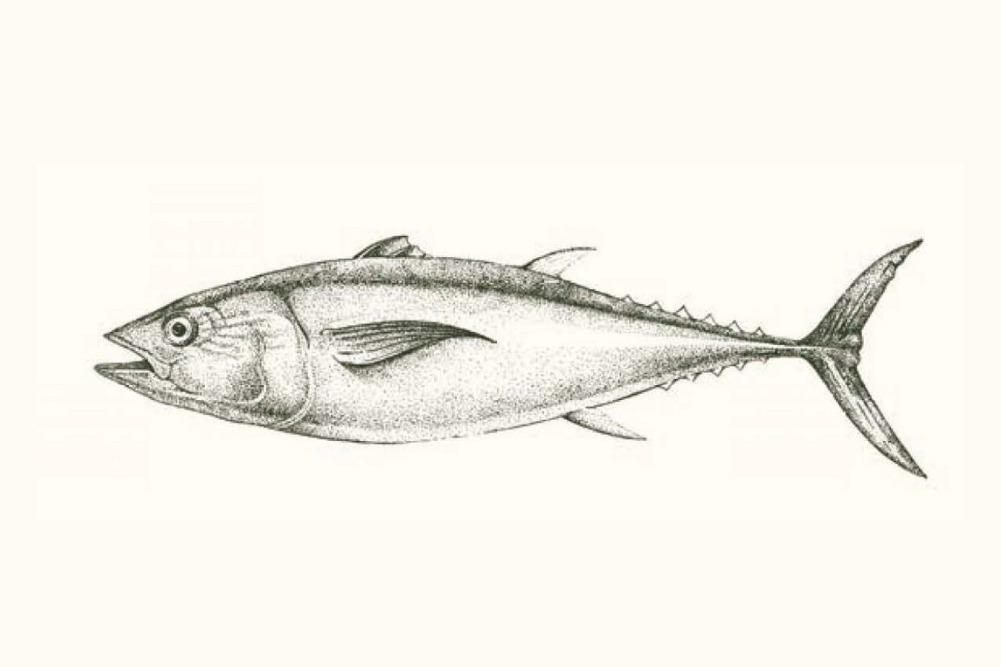 Healing food – fish
