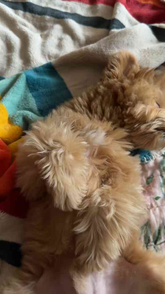 Watch tiny Pomapoo Barney doze off in pure relaxation