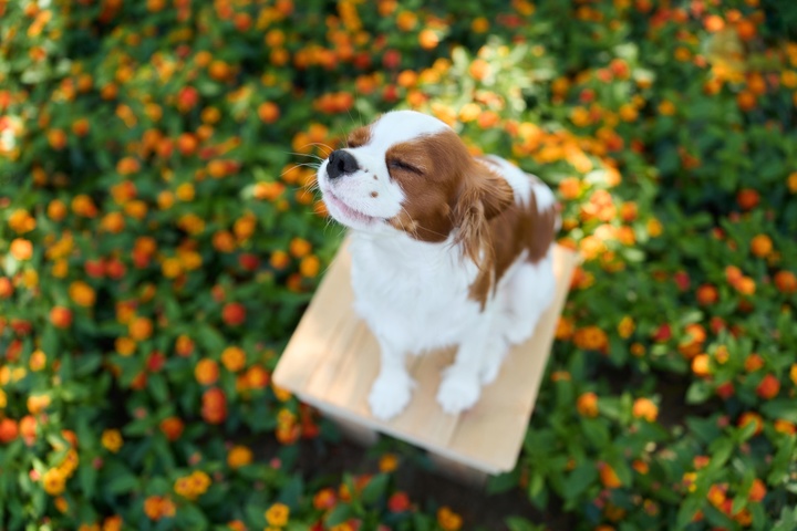 两只查理王小猎犬