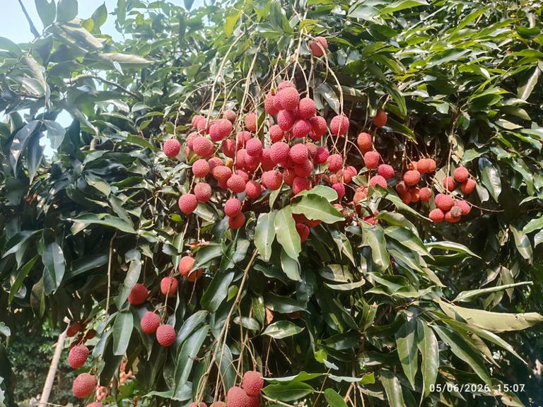 Piyush Goyal hails export of Assam’s GI-tagged Tezpur litchis to Dubai