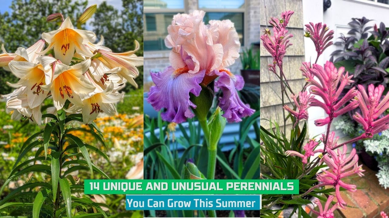 Rare and unique perennials for creative garden spaces