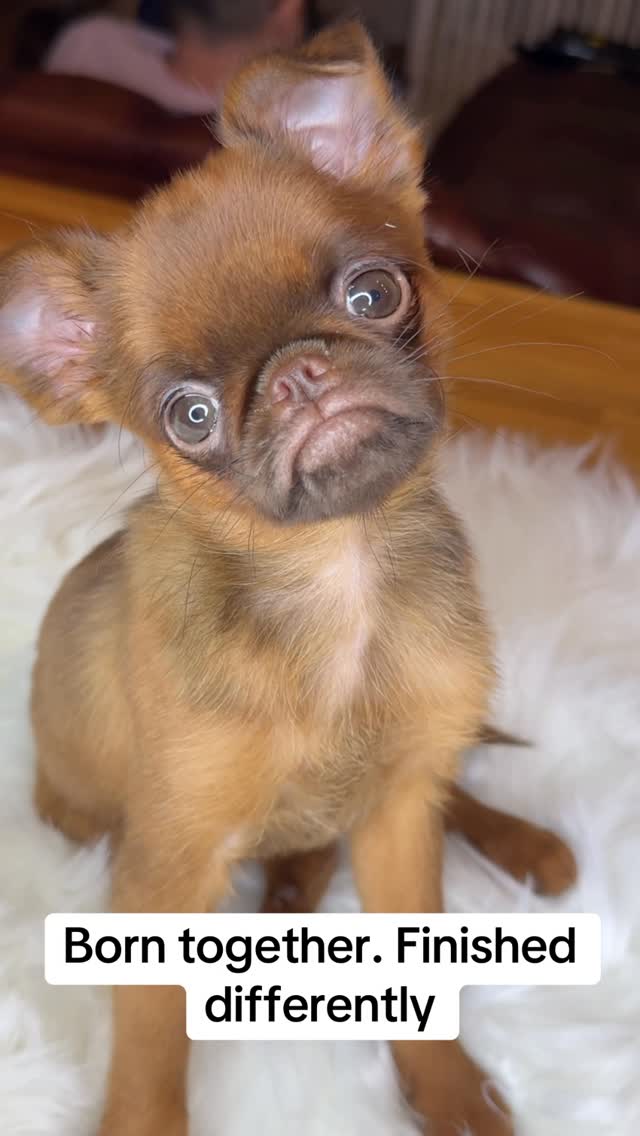 Why this breed steals hearts