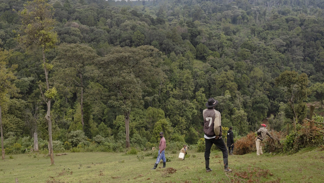 Rare mountain bongos spotted in Kenya forest after 5 years