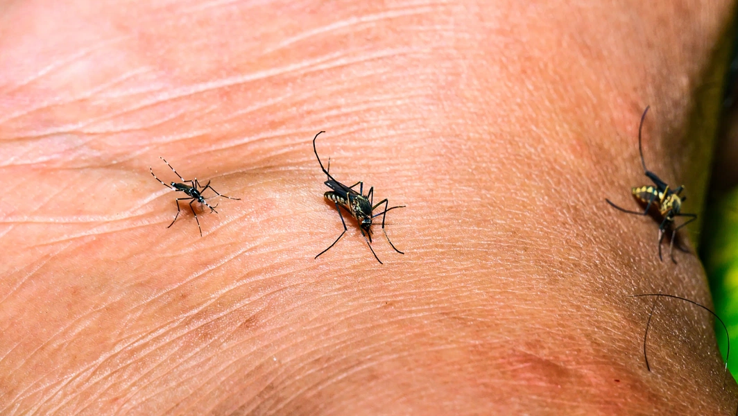How animal-borne diseases spread to humans