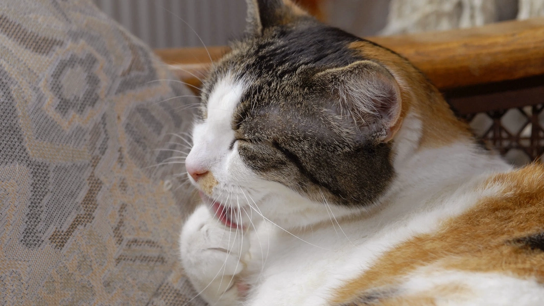 Keeping your cat happy during grooming time