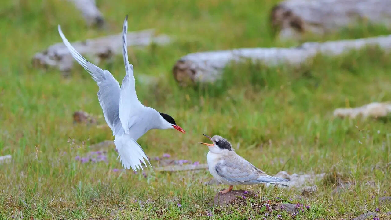 7 unbelievable bird migrations around the world that travellers need to ...