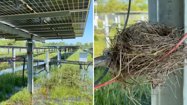 Drone inspection at a solar farm uncovers bird nest hidden beneath the ...