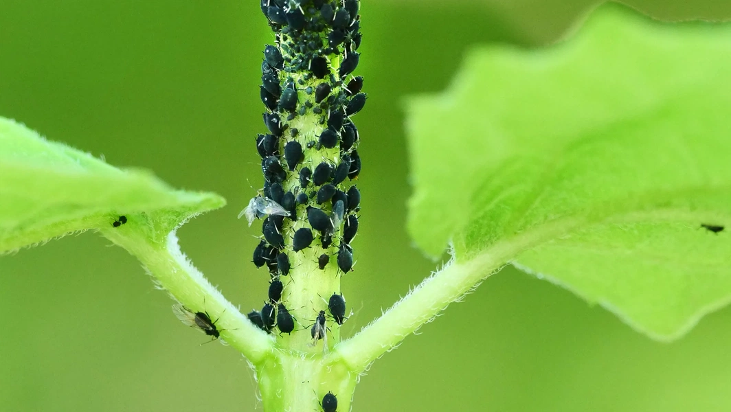 10 weeds that invite destructive garden pests