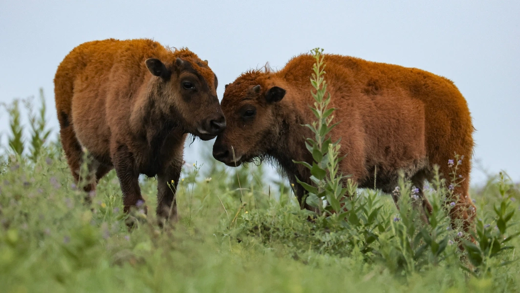 Bison stories from near loss to thriving herds