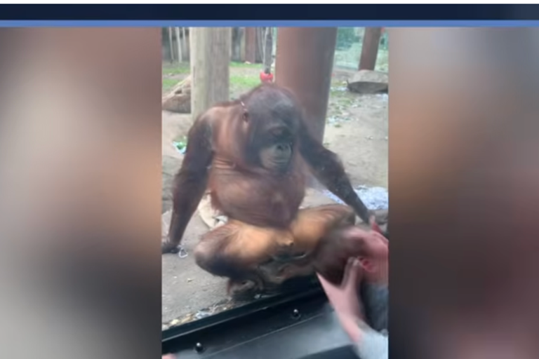 Jimmy Kimmel savagely compares Donald Trump to an orangutan in stinging ...