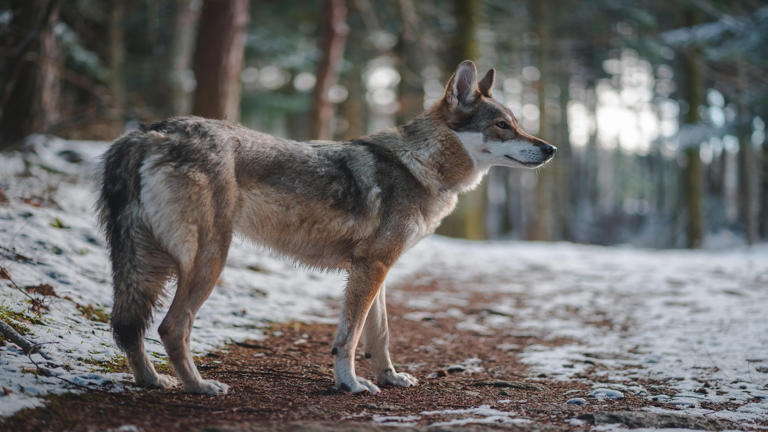 El lobo ibérico es vulnerable y la caza lo acorrala pese a las ...