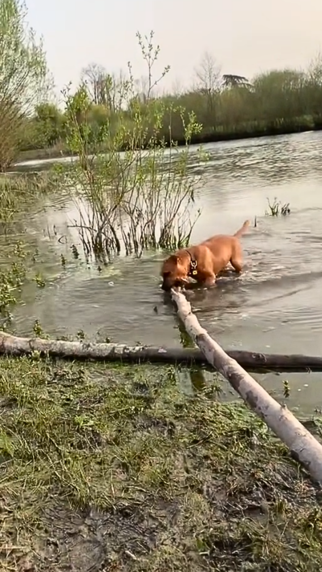 Ragnar le staffy comme un vrai castor