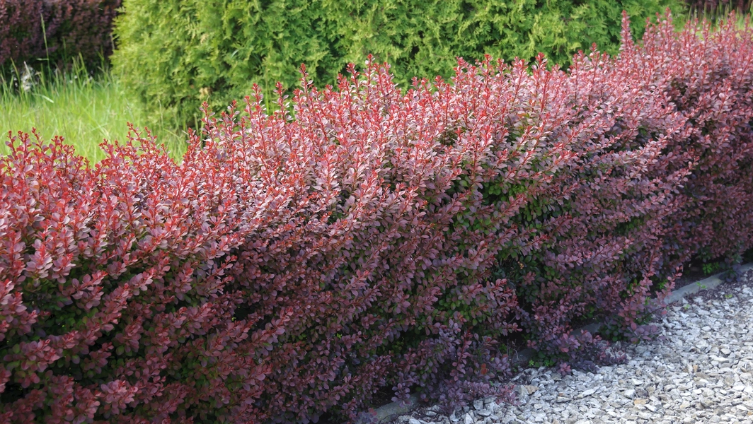 13 beautiful shrubs with hidden drawbacks
