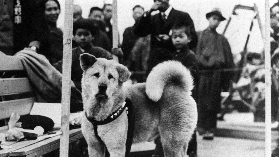 8 dog breeds that bond with one special person