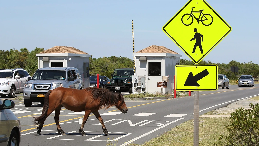 10 remarkable animal encounters across the United States