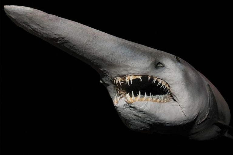Real-life 'alien' shark from dinosaur era filmed alive for first time ...
