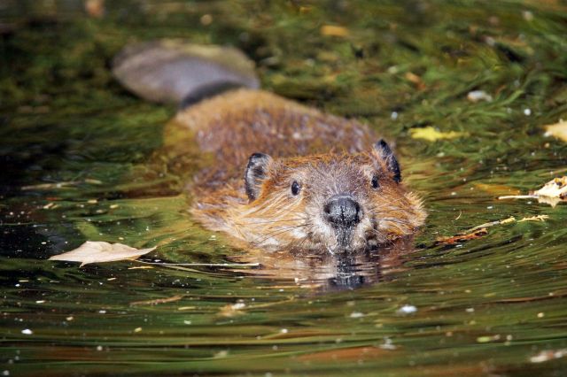 8-year-old fishing from shore is bitten by charging beaver before town ...