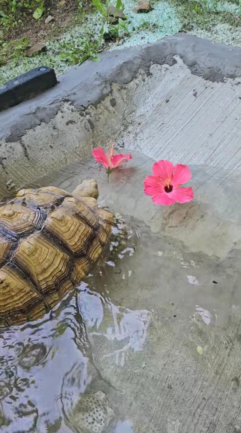 Missing tortoise reunited with family after Missouri search