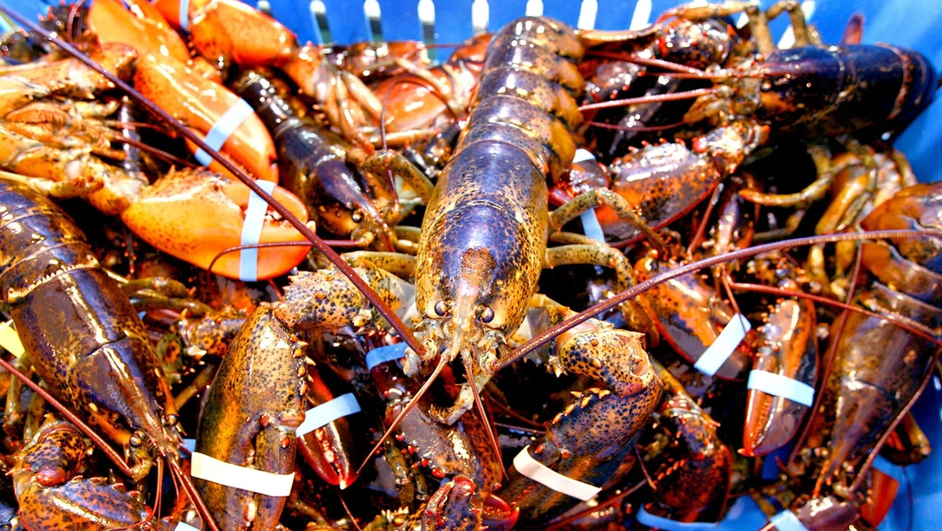 Mastering lobster preparation and cooking