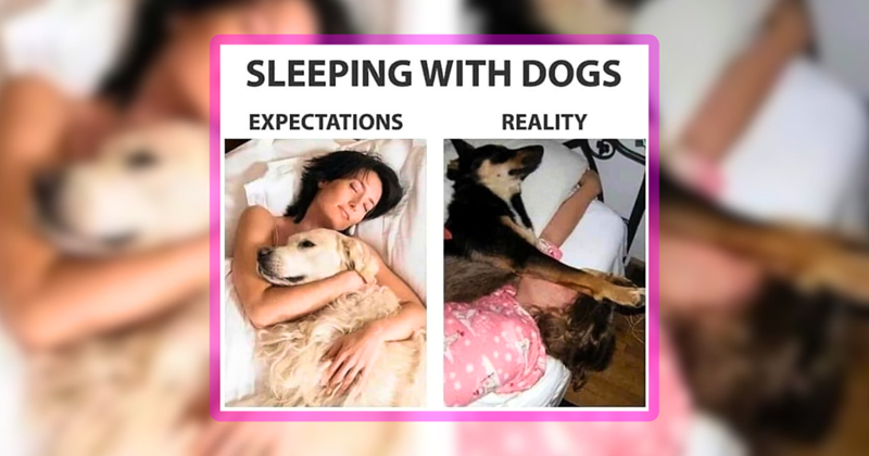 24 wholesome dog memes woofing you some weekend vibes