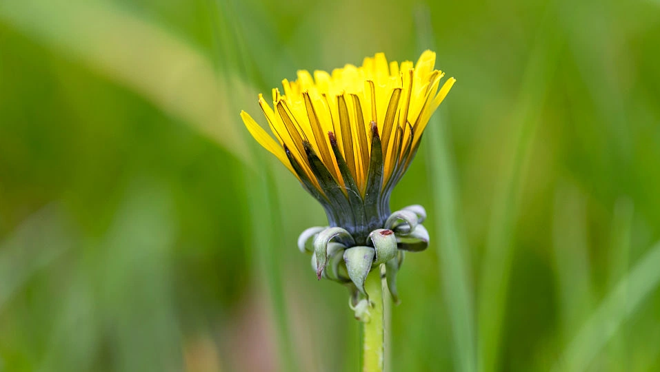 20 edible wild plants and their culinary uses