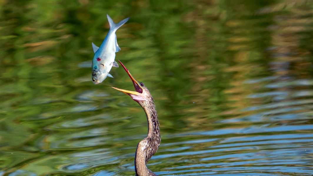 14 animals with astonishing survival and skill adaptations