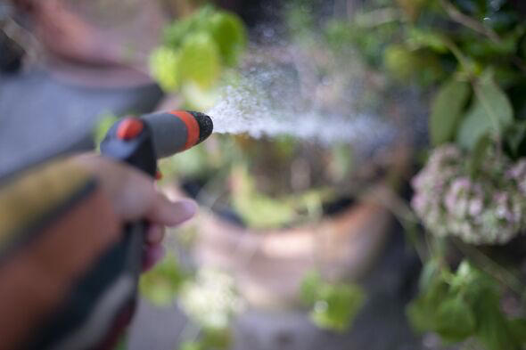 Best time of day to water garden plants in the summer – it's not in the ...