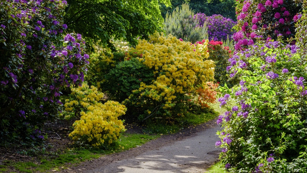 13 beautiful shrubs with hidden drawbacks