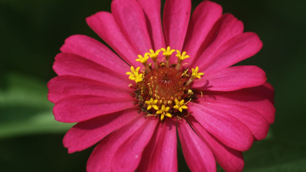Grow dreamy gardens with zinnias and ranunculus