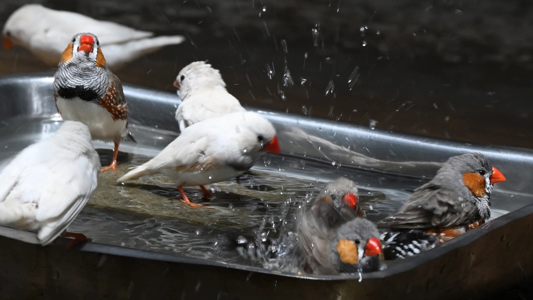 Making your backyard a bird paradise