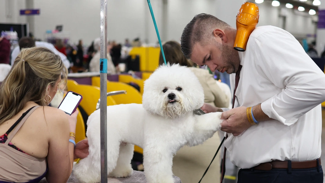 15 dog breeds that thrive on human companionship