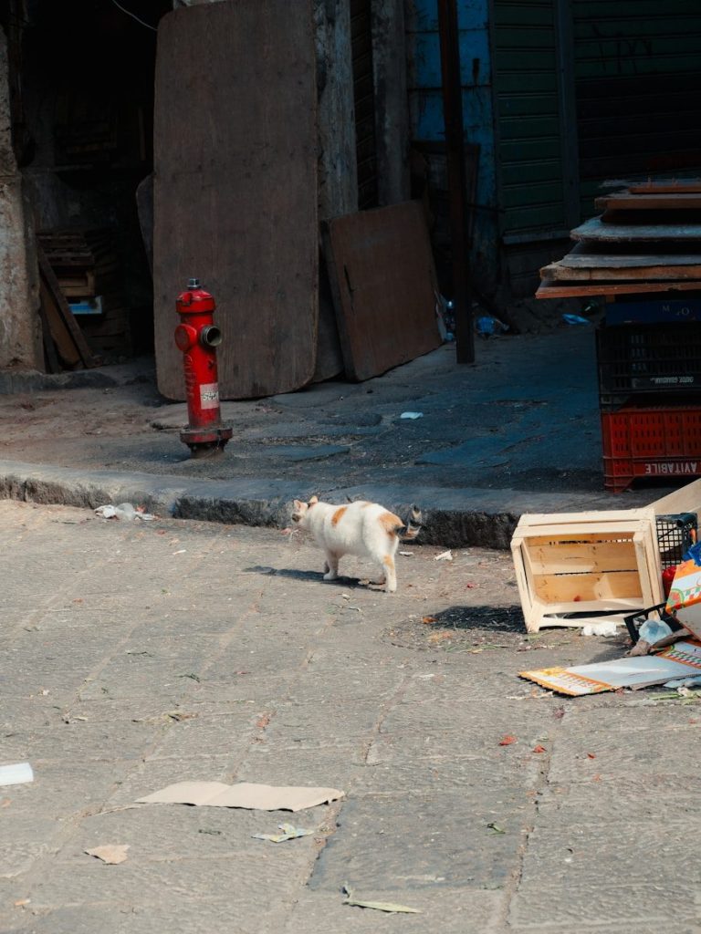 How brave police officers saved a trapped alley cat