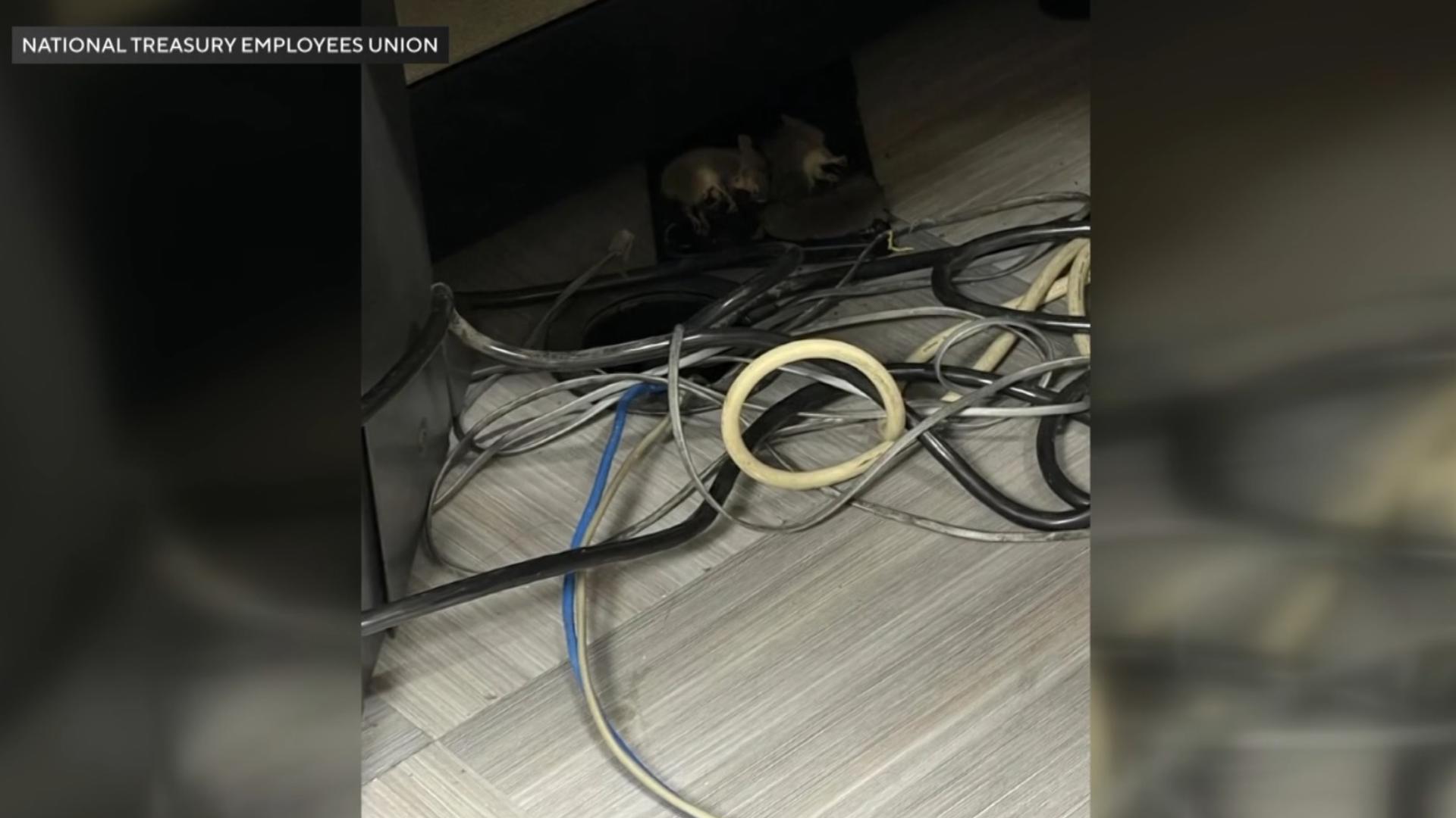 Atlanta IRS employees protest office rat infestation