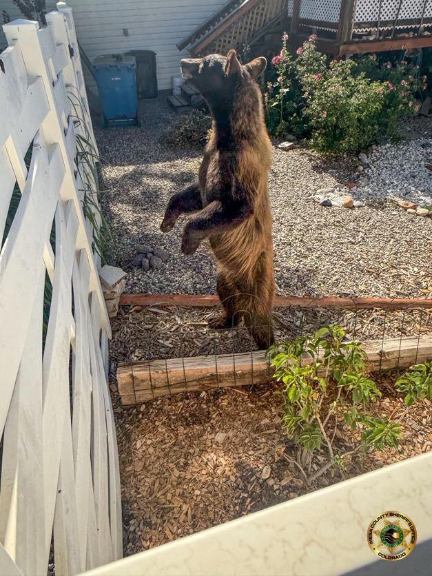 This was not on my bingo card: Black bear relocated after wandering ...