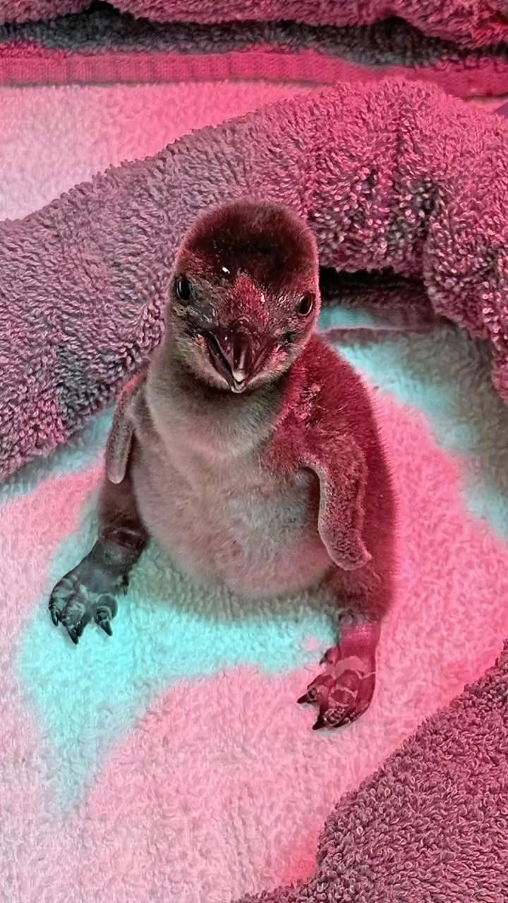 First penguin chicks born at California zoo in years as handlers reveal ...