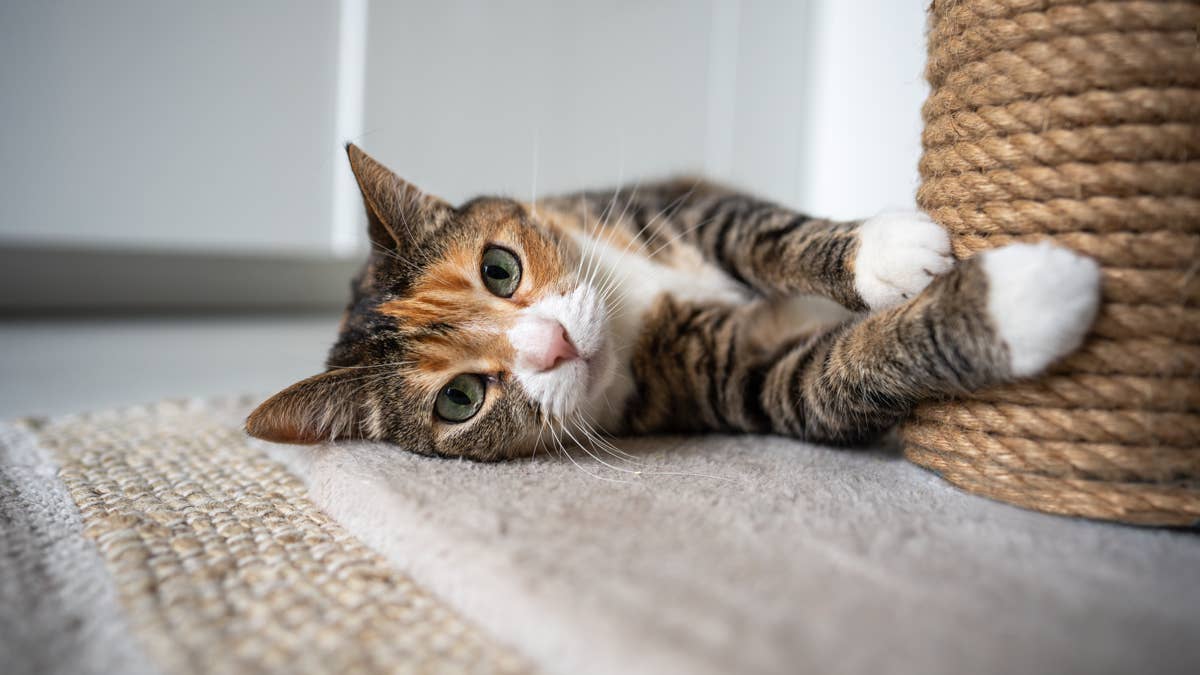 Calico cat’s post-dental recovery shows just how much patience pays off
