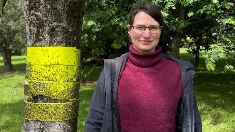 Protecting native ash trees from pest that can strip them bare