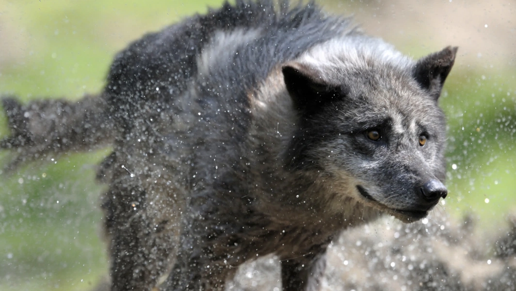 5 powerful wolf subspecies and their adaptations